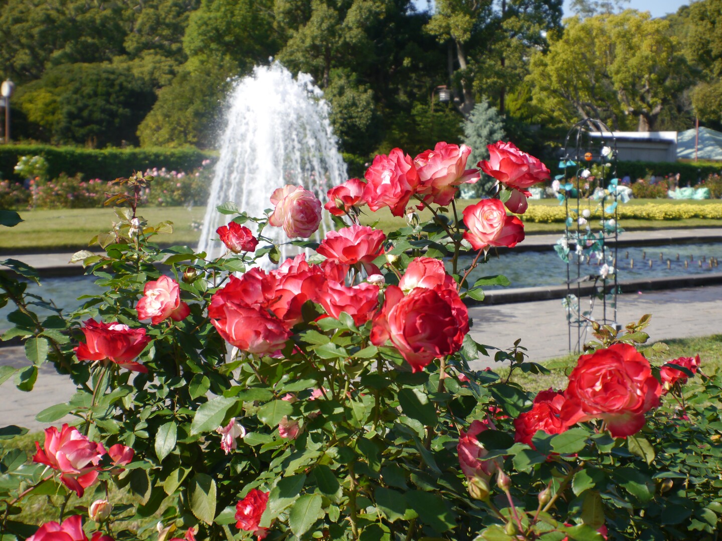 須磨離宮公園のバラの花を見に行ってきまし... / JIさんのモーメント | YAMAP / ヤマップ