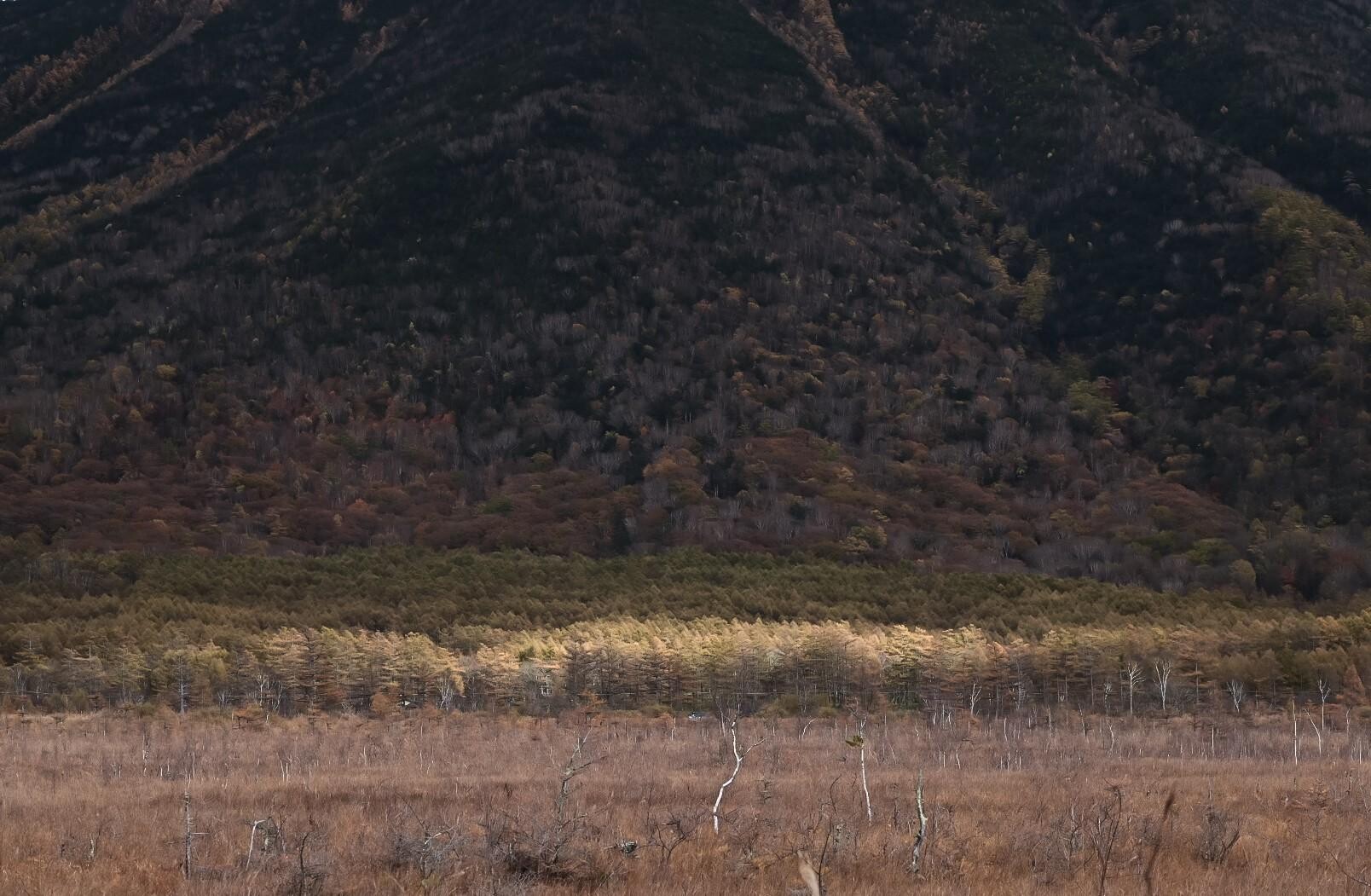 golden forest / Ymdさんの男体山の活動日記 | YAMAP / ヤマップ
