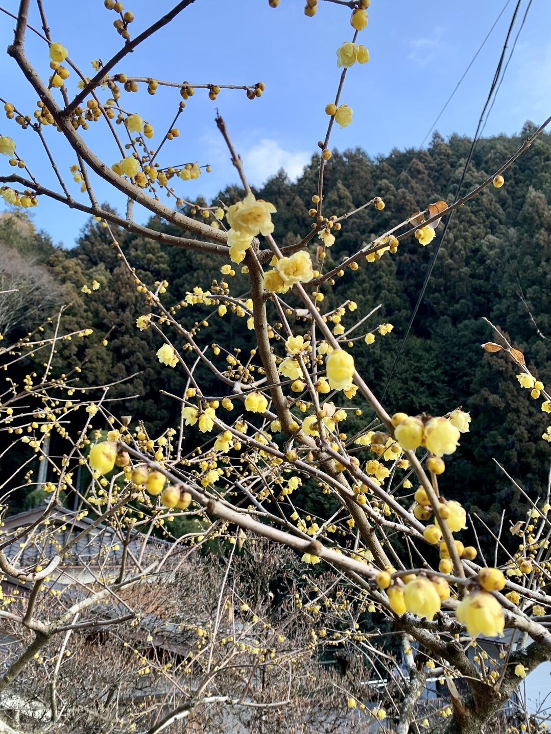高水三山 / KAZ-ZUNさんの高水山・岩茸石山・惣岳山の活動データ | YAMAP / ヤマップ