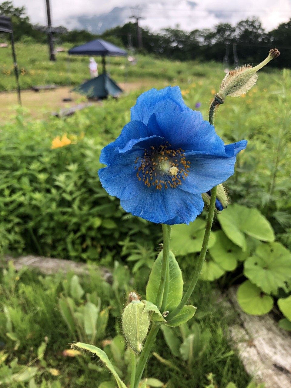 SSのページ | YAMAP / ヤマップ