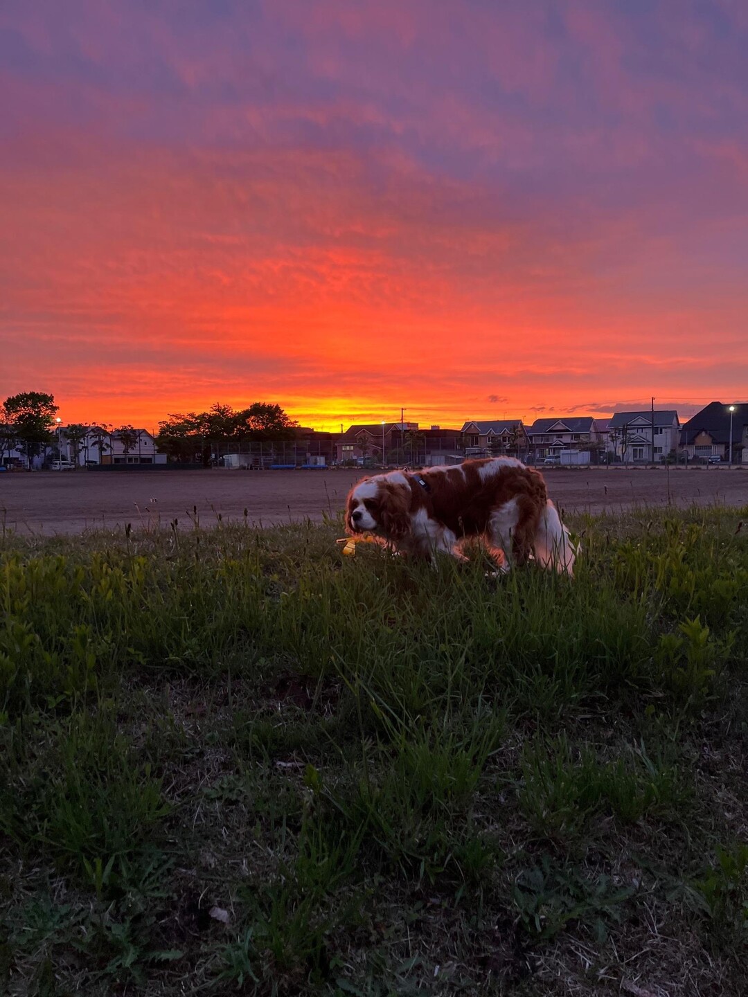 タント🐕の散歩の途中夕陽🌇が綺麗でし... / Mr.Masaさんのモーメント | YAMAP / ヤマップ