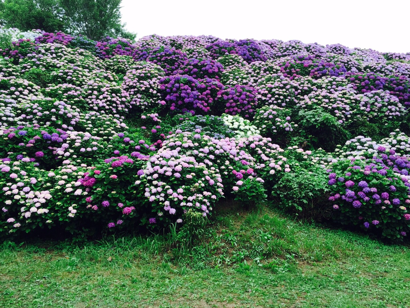 桃源郷岬 / mi...さんのモーメント | YAMAP / ヤマップ