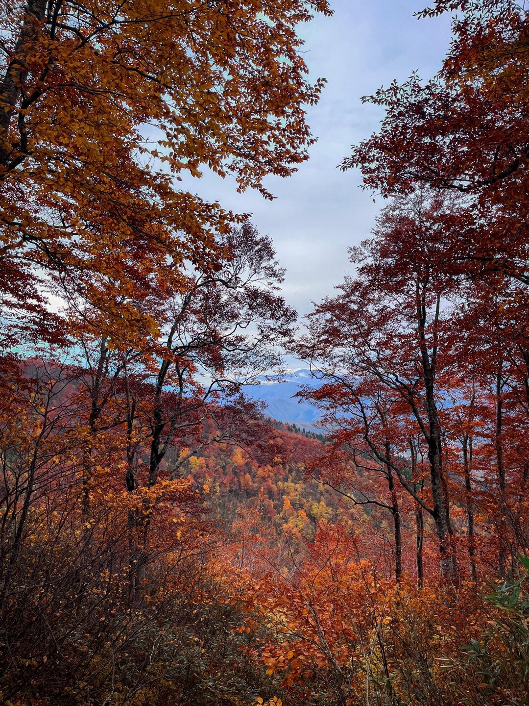 森吉山 / moonさんの森吉山の活動データ | YAMAP / ヤマップ