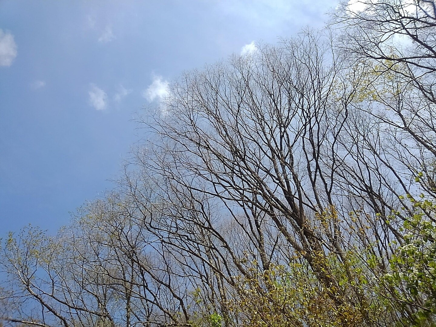 gk-cnさんの阿賀町の活動データ | YAMAP / ヤマップ