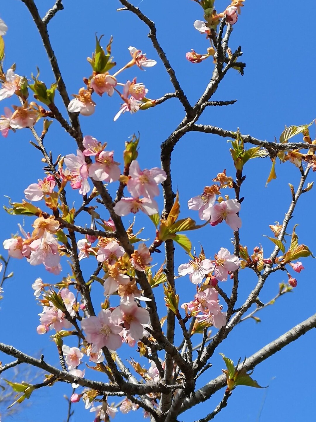 大楠山（さくら） / tarouさんの三浦アルプス・二子山・仙元山の活動データ | YAMAP / ヤマップ