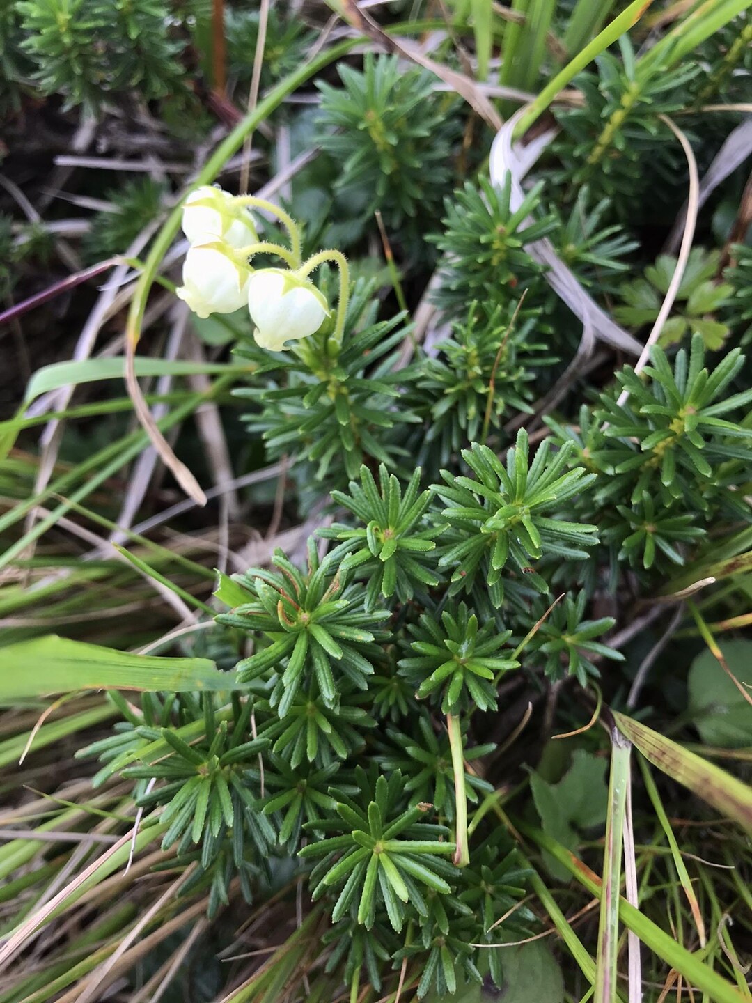 9月中旬 月山(山形) アオノツガザクラ... / YOLOさんのモーメント | YAMAP / ヤマップ