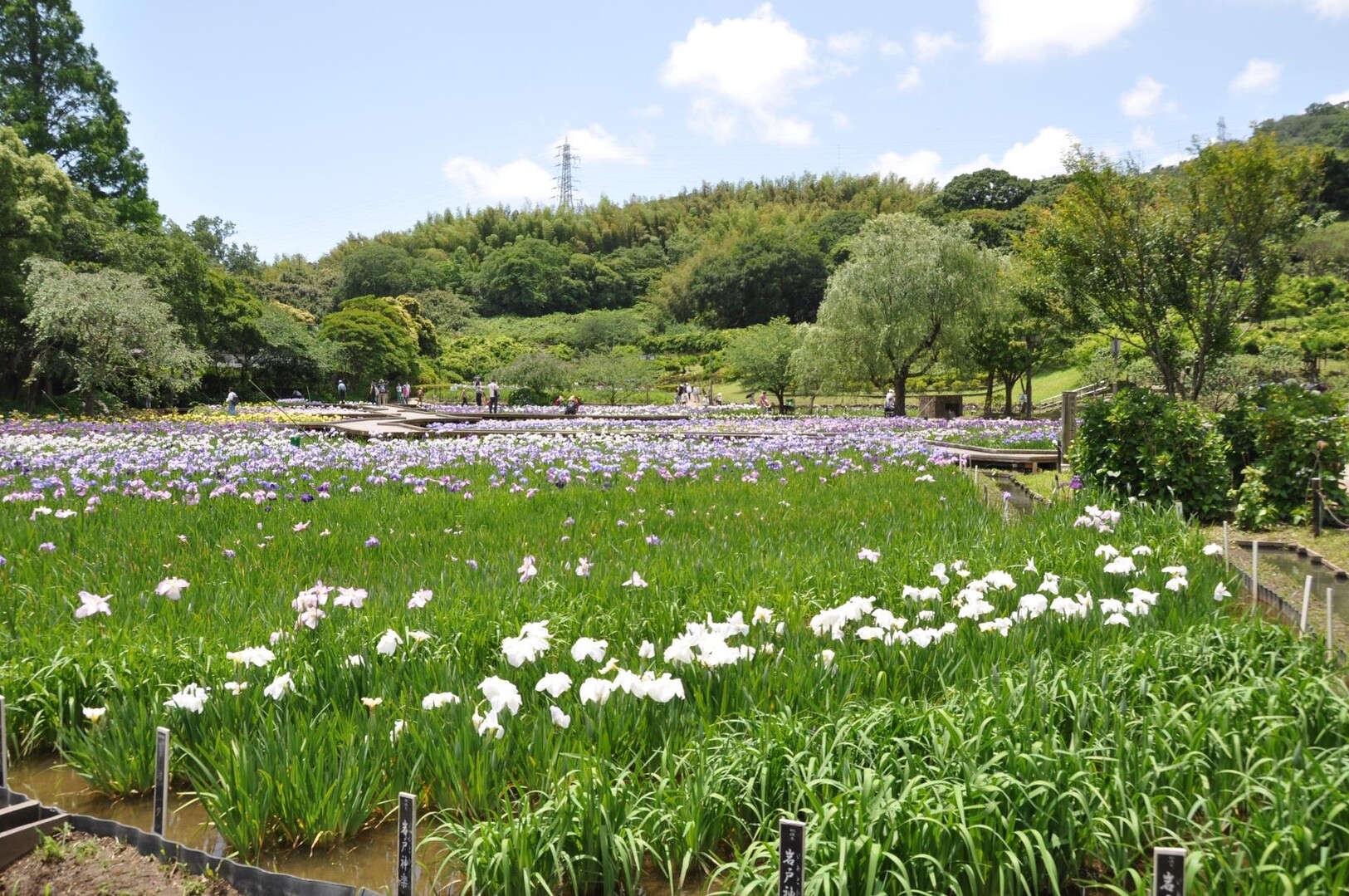 横須賀しょうぶ園。雨風の後だったけど、良... / ms1967さんのモーメント | YAMAP / ヤマップ
