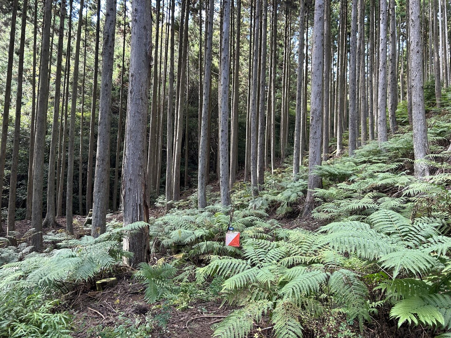 OMM 2024 Day1 / osa.sukeさんの天城山・鉢ノ山・三筋山の活動データ | YAMAP / ヤマップ
