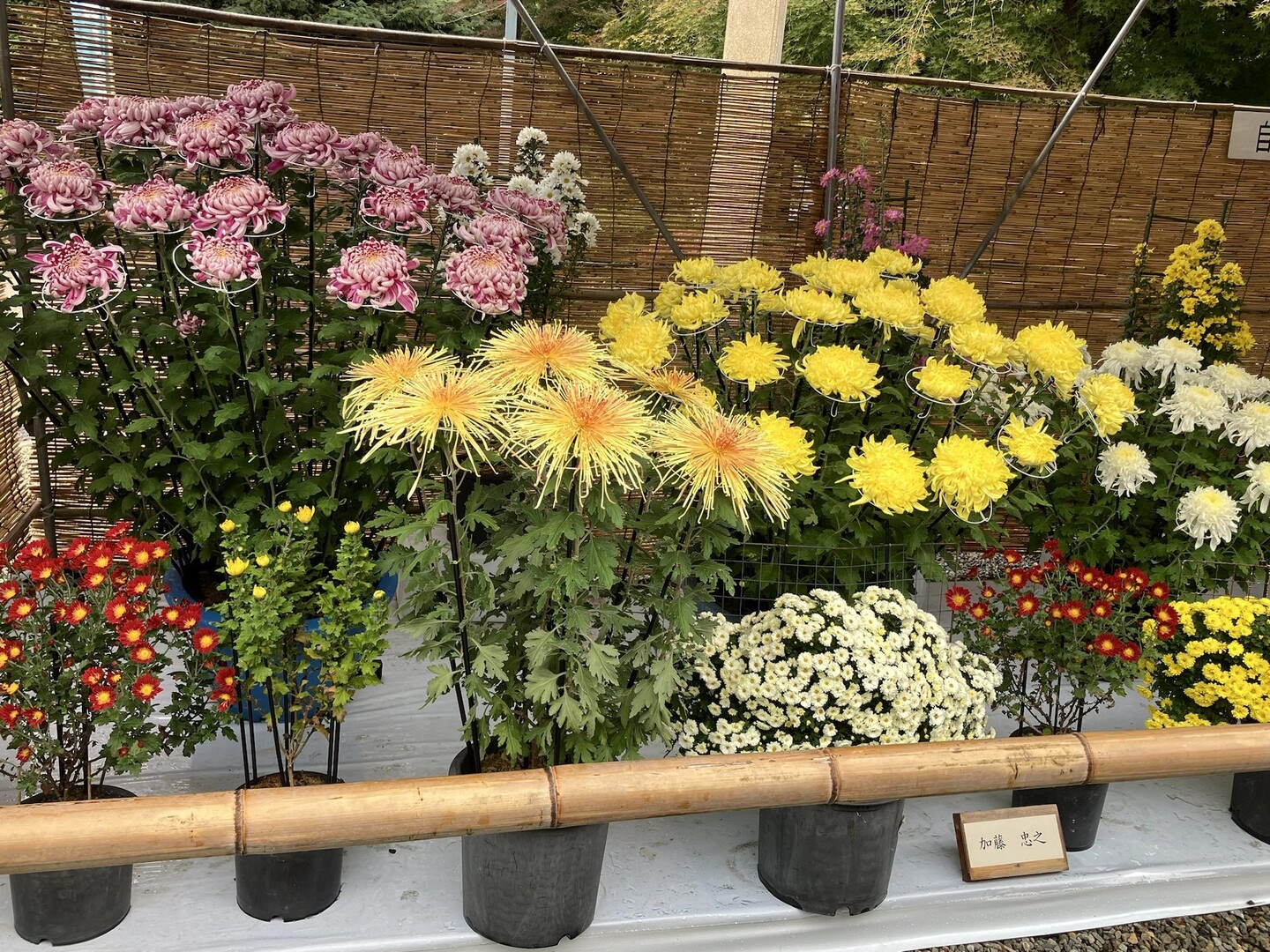 金華山 / rikuさんの金華山・洞山・舟伏山の活動データ | YAMAP / ヤマップ