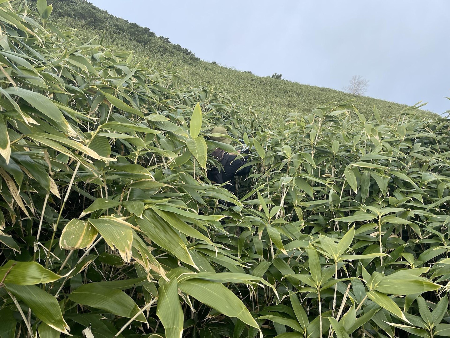 千尺高地・無意根山 / RYUさんの無意根山の活動データ | YAMAP / ヤマップ