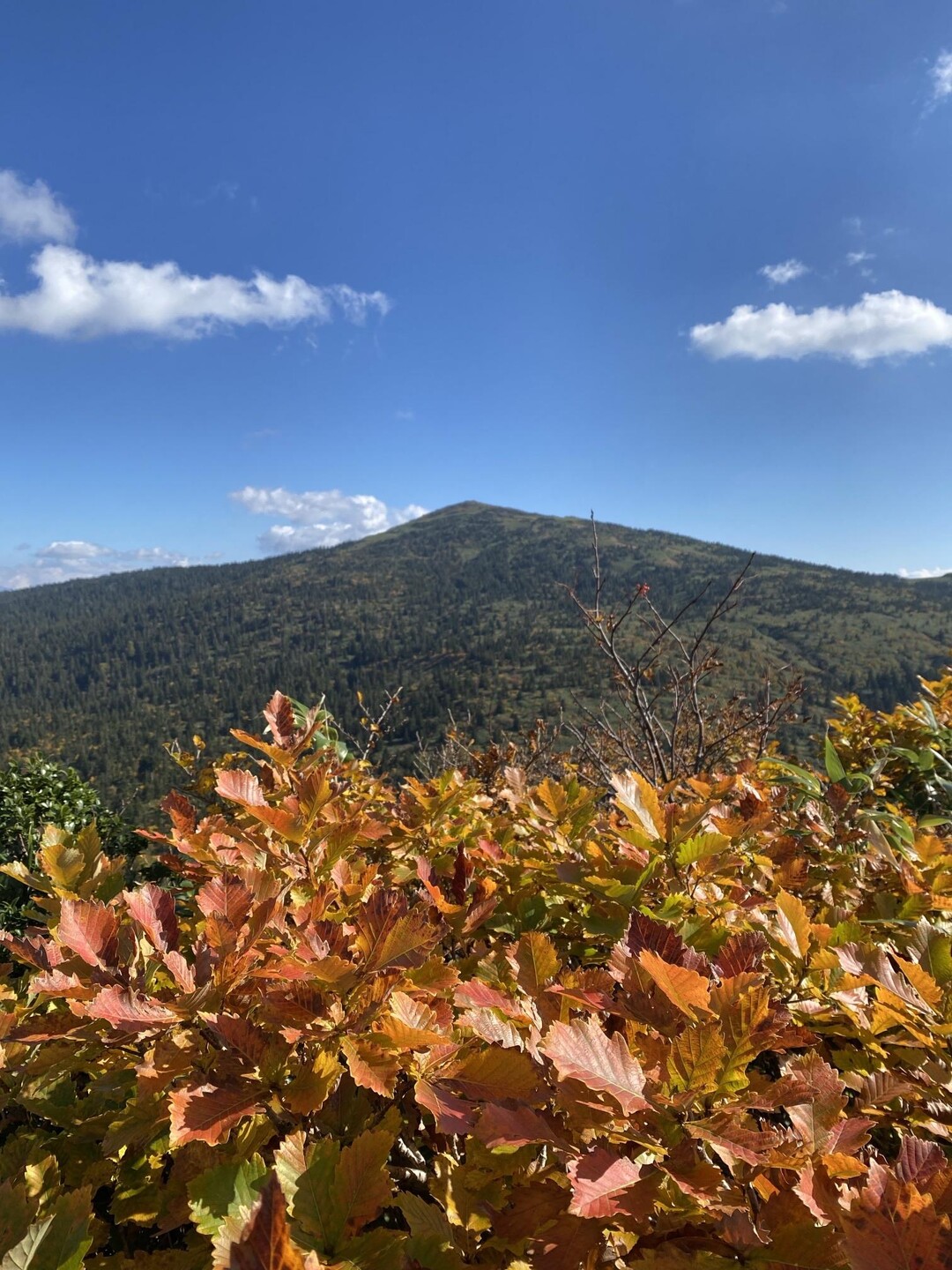 紅葉は？森吉山へお散歩 / rock-handさんの森吉山の活動データ | YAMAP / ヤマップ