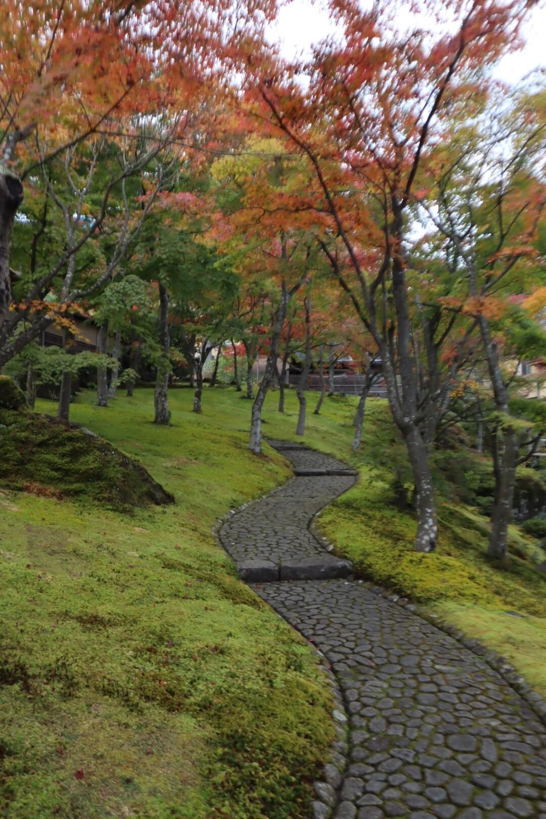 箱根美術館の紅葉🍁 2024.11.23 / YUMI 🍄さんのウォーキングの活動データ | YAMAP / ヤマップ