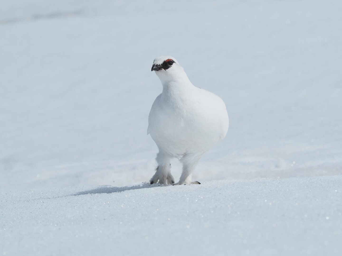 ㊗︎立山開山日に雄山へ / meguさんの立山・雄山・浄土山の活動データ | YAMAP / ヤマップ