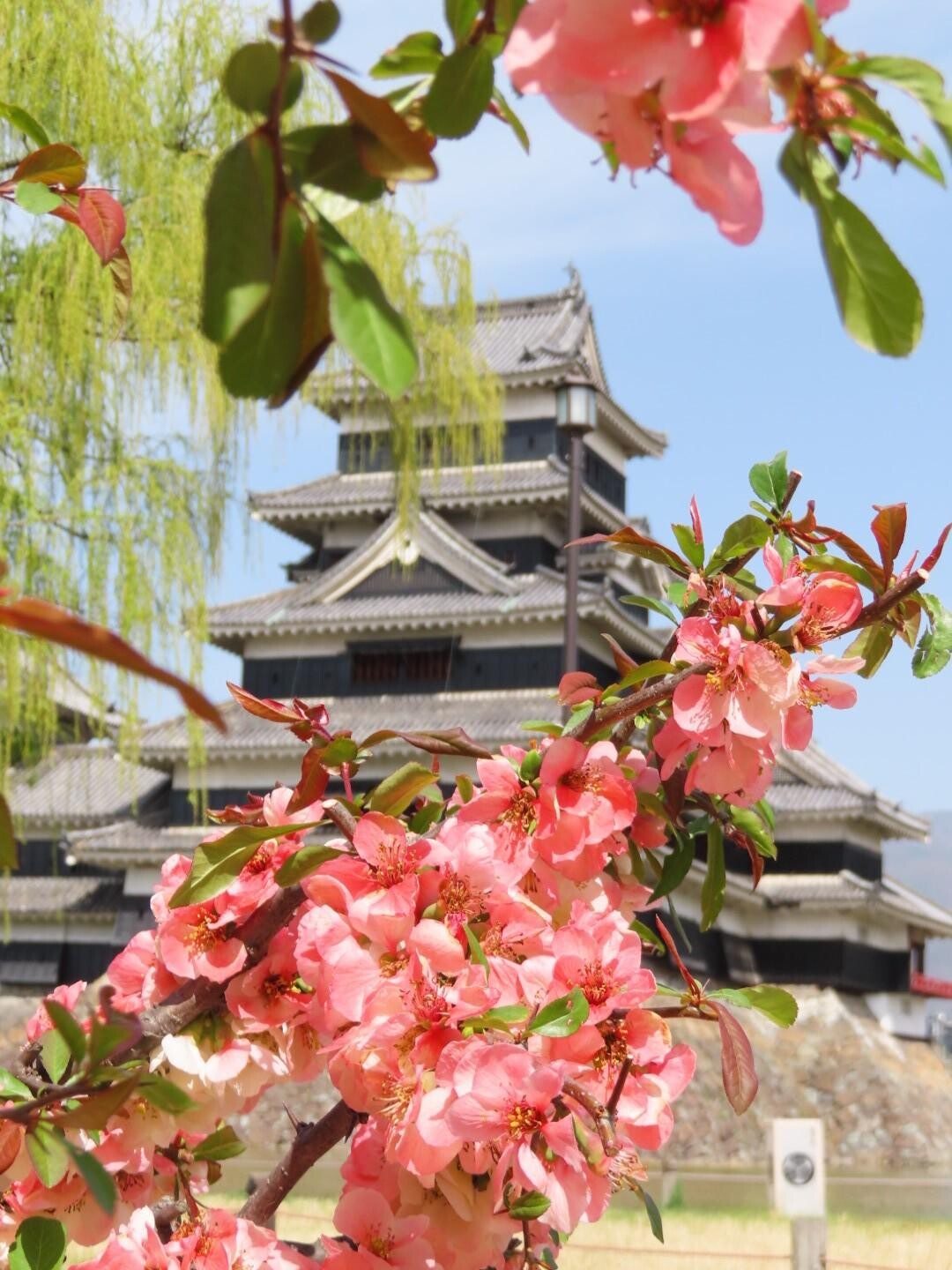 【📸🚶】「春の名残」を求めて松本市内をあてもなく... / 𝚊𝚔𝚒𝚋𝚊𝚔𝚘.𝚓𝚞𝚗 ᨒ𖡼.𖤣𖥧さんのウォーキングの活動データ | YAMAP / ヤマップ