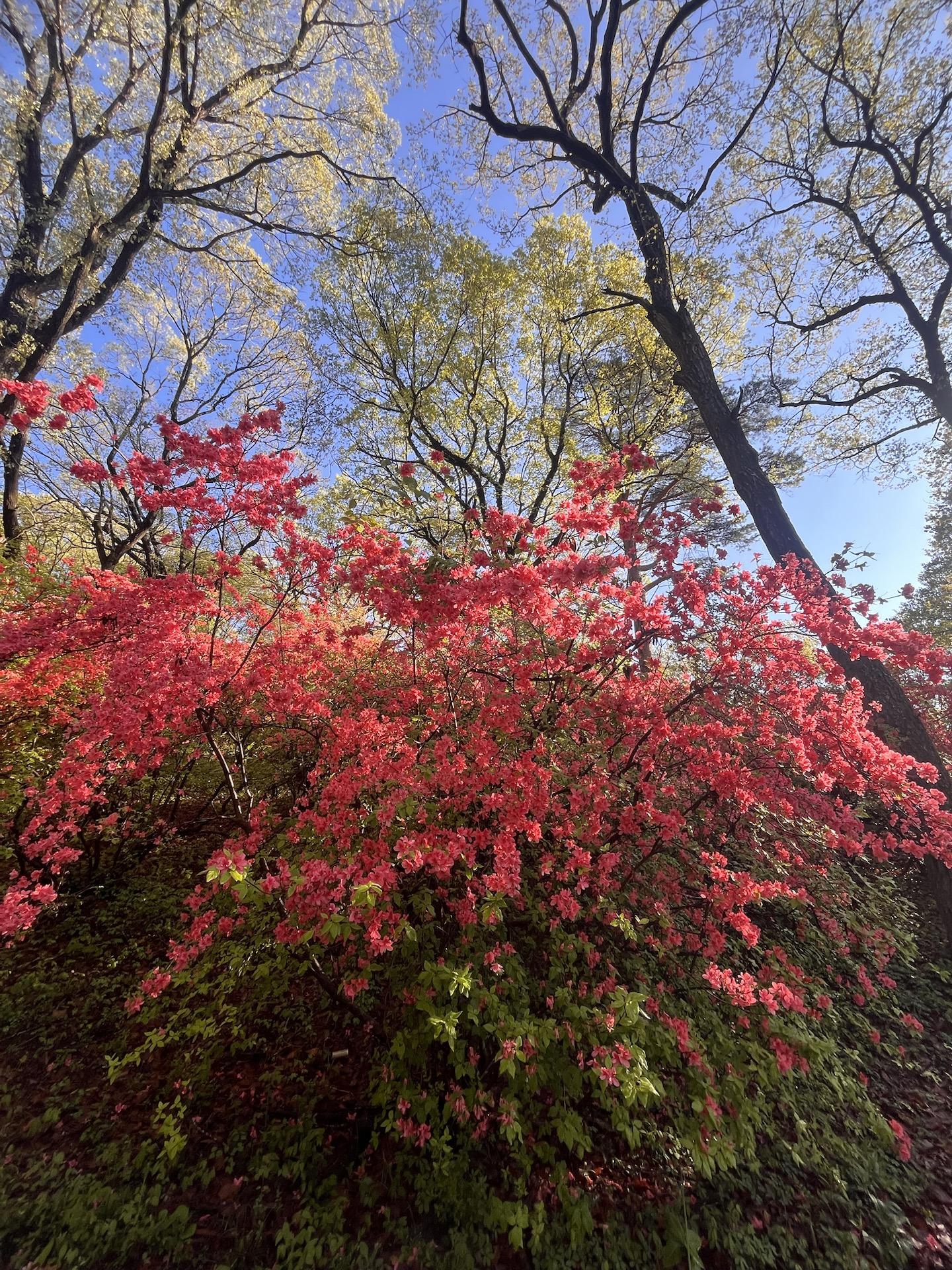 愛宕山・皇鈴山・登谷山へ🐾 / hachacha-umemeさんの簑山の活動データ | YAMAP / ヤマップ