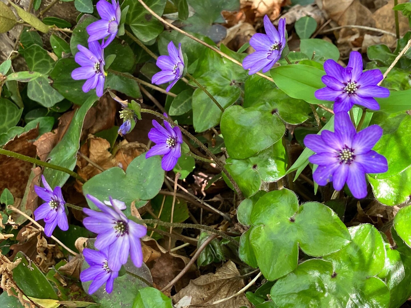 角田山（長者原山） / tamさんの角田山の活動データ | YAMAP / ヤマップ