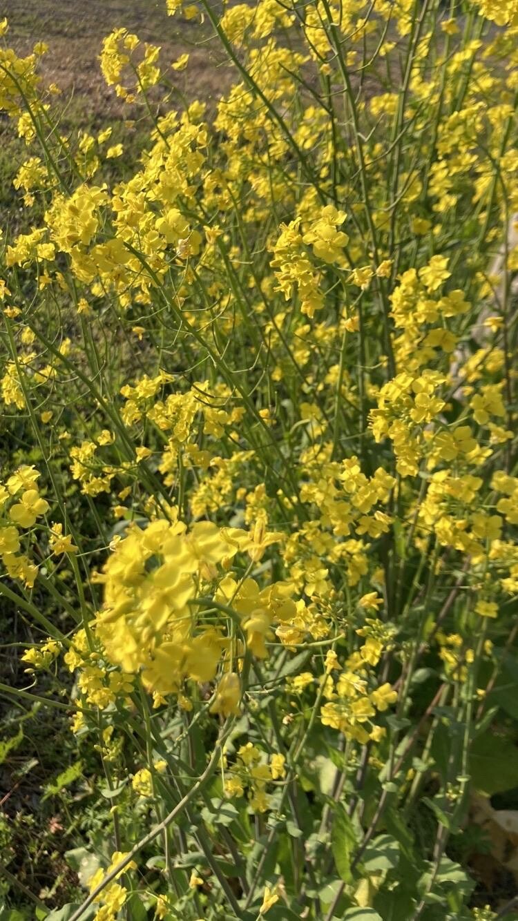 春の訪れ。鮮やかな黄色。 / たかっshiさんのモーメント | YAMAP / ヤマップ
