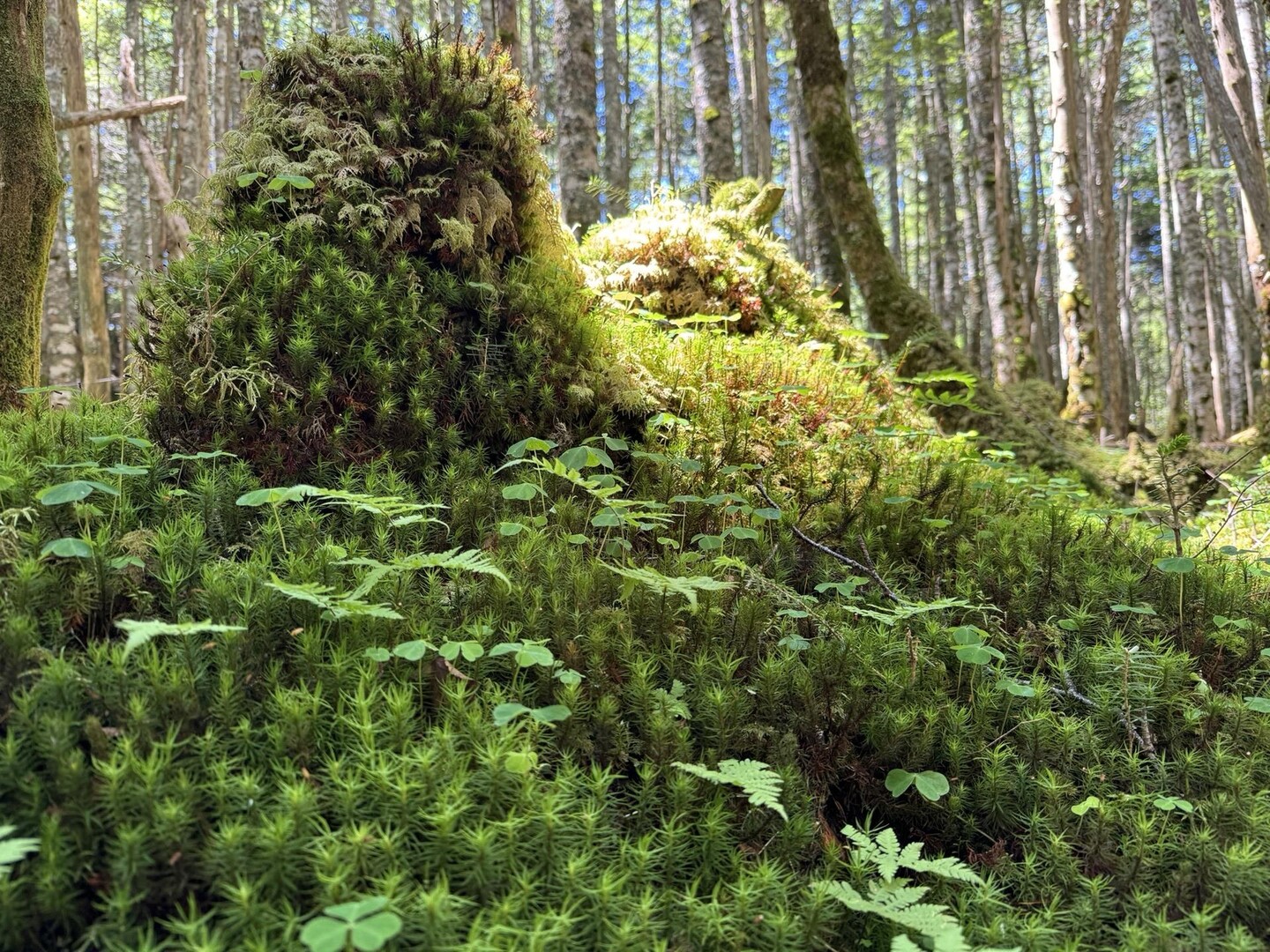 2024.7.5鈴木ともこさん &猪熊隆之さんと行く！ENJOY黒百合ヒュッテと天狗岳空見ハイク1日目 / あーさんさんの八ヶ岳（赤岳・硫黄岳・天狗岳）の活動データ | YAMAP / ヤマップ