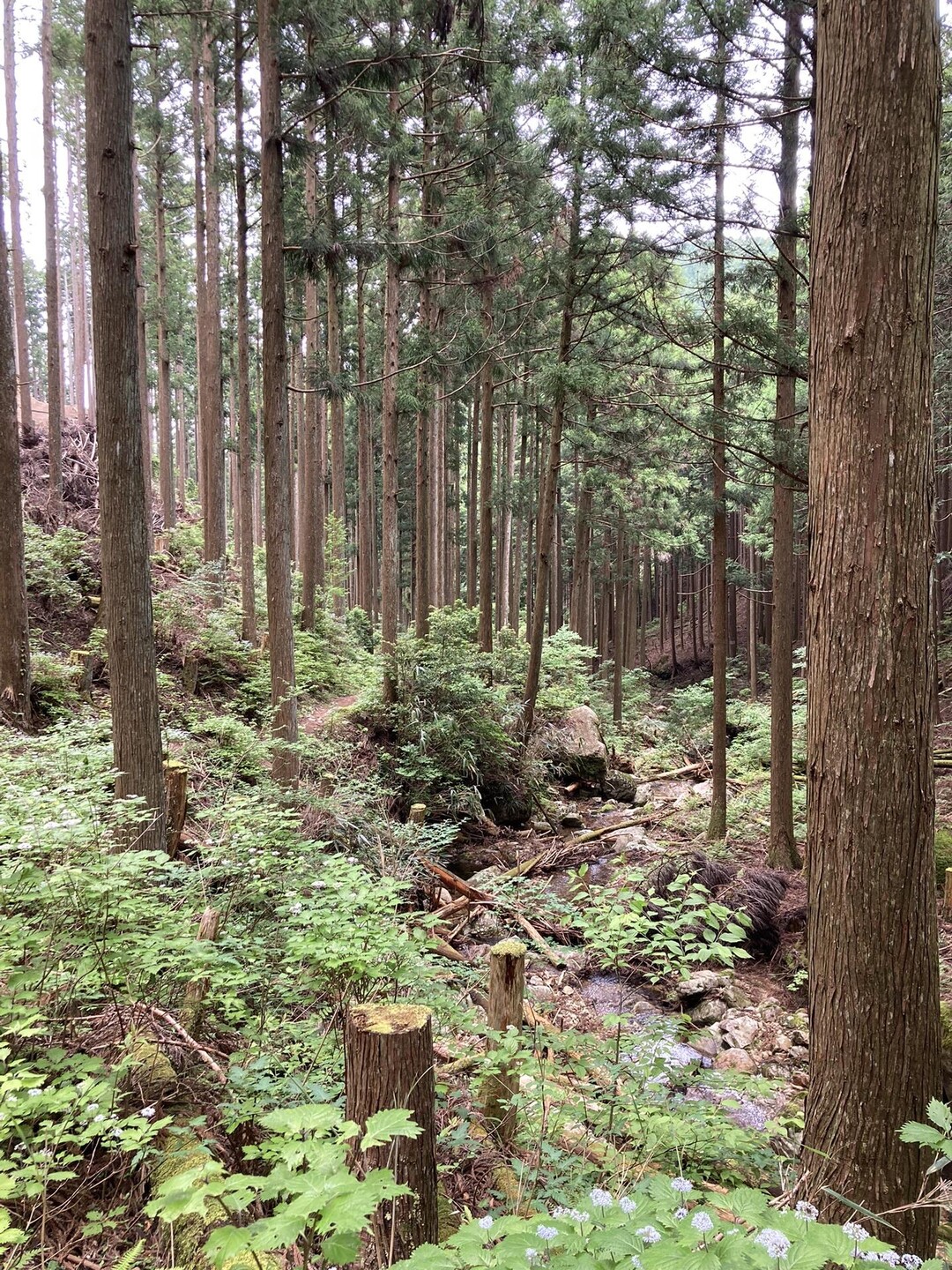 高見山 / TNさんの高見山・黒石山・天狗山の活動データ | YAMAP / ヤマップ