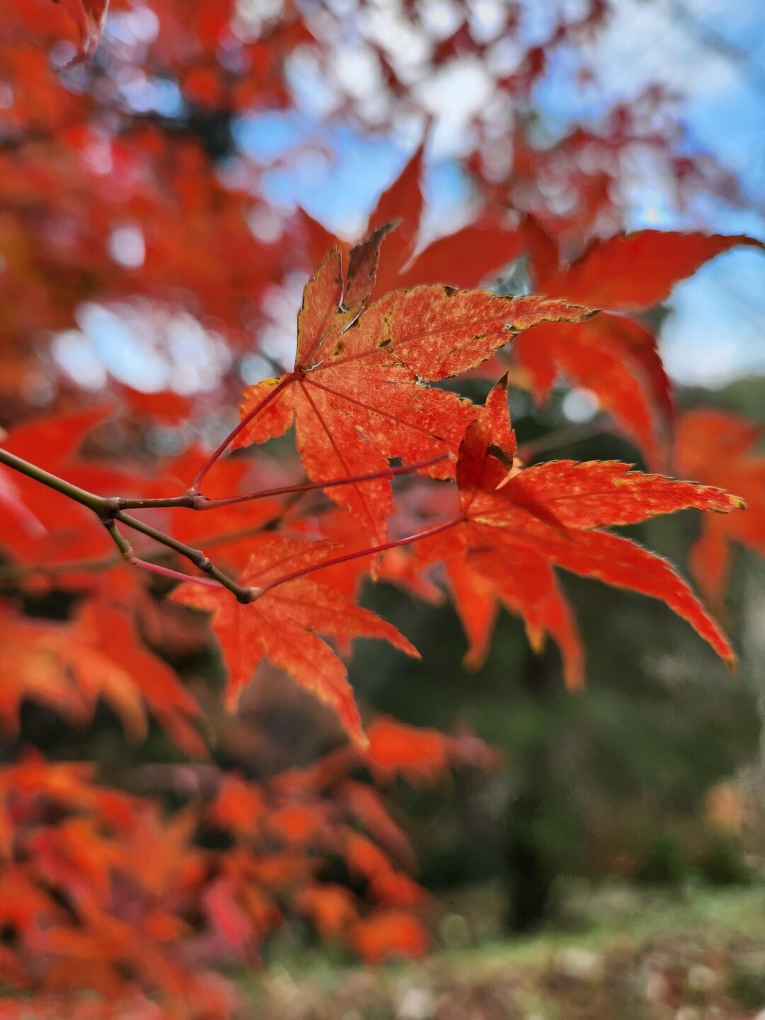 大和の途中葛城展望2023-12-03 / smileなかさんの金剛山・二上山・大和葛城山の活動データ | YAMAP / ヤマップ