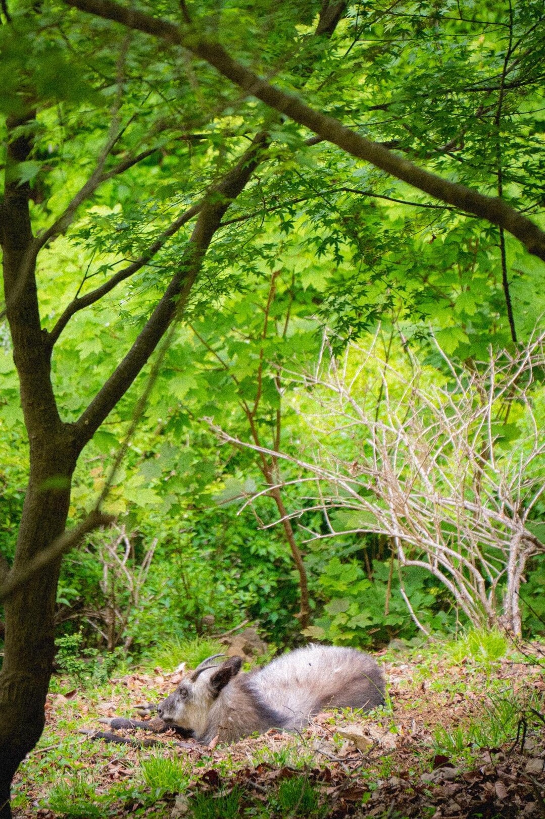 御岳山・大岳山 / Big Treeさんの大岳山・御岳山・御前山の活動データ | YAMAP / ヤマップ