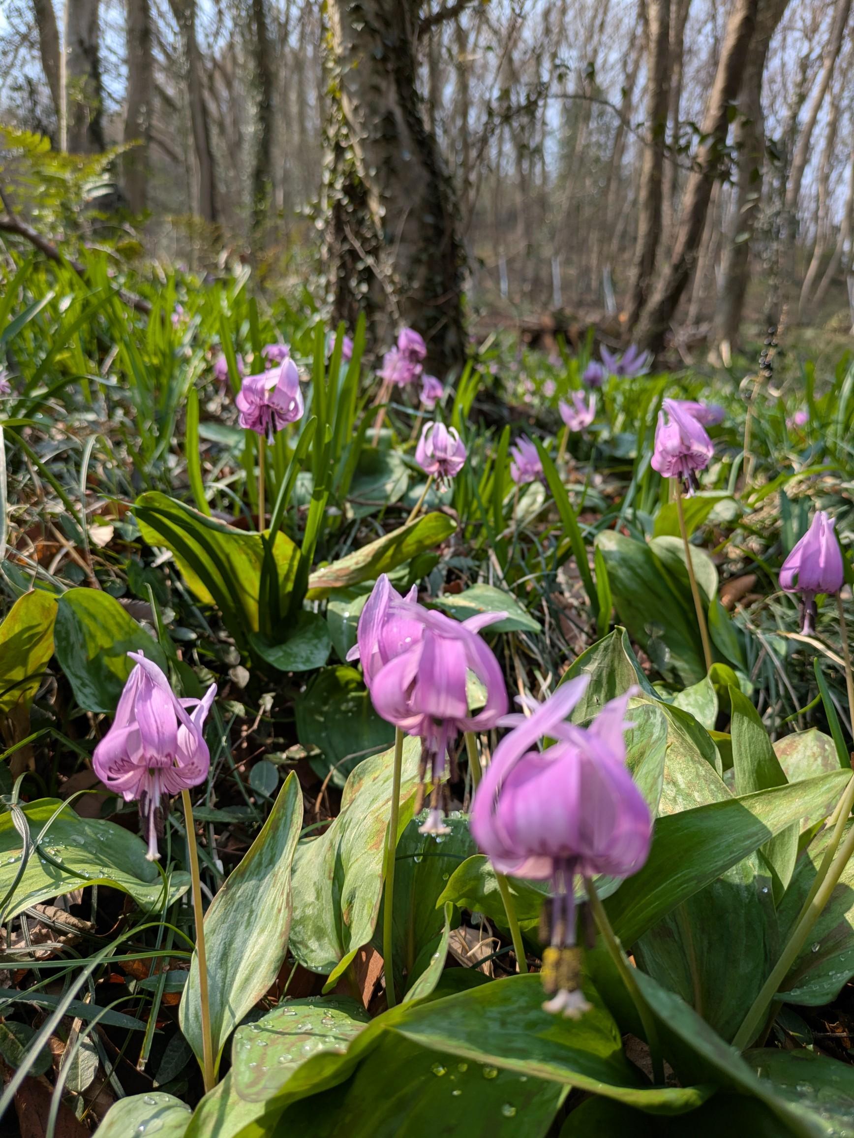 三毳山（青竜ヶ岳）・中岳 / kouさんの三毳山の活動データ | YAMAP / ヤマップ