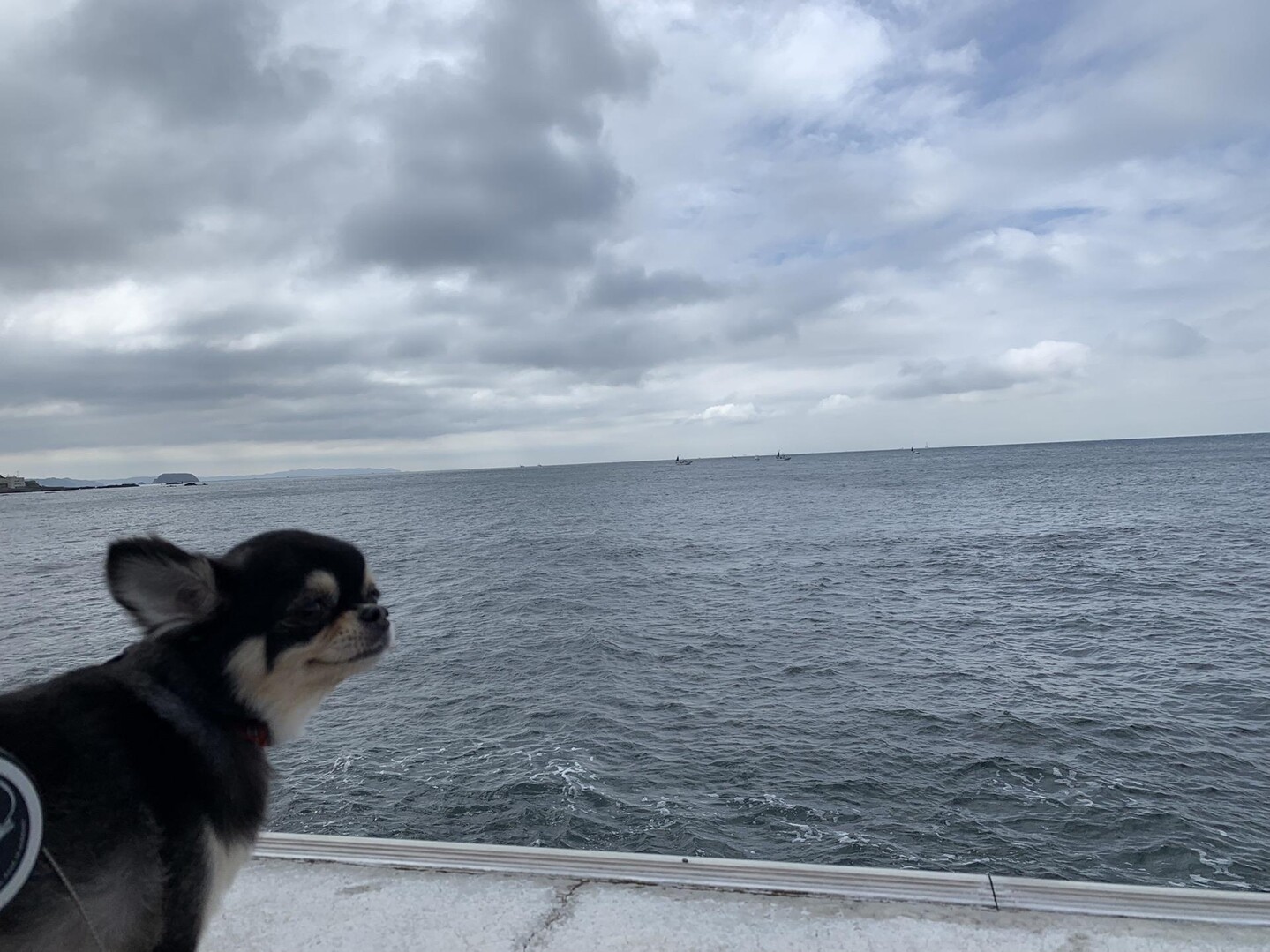 ぶらり千葉へ アクアライン～浜焼き～鋸山... / えゆゆんさんのモーメント | YAMAP / ヤマップ