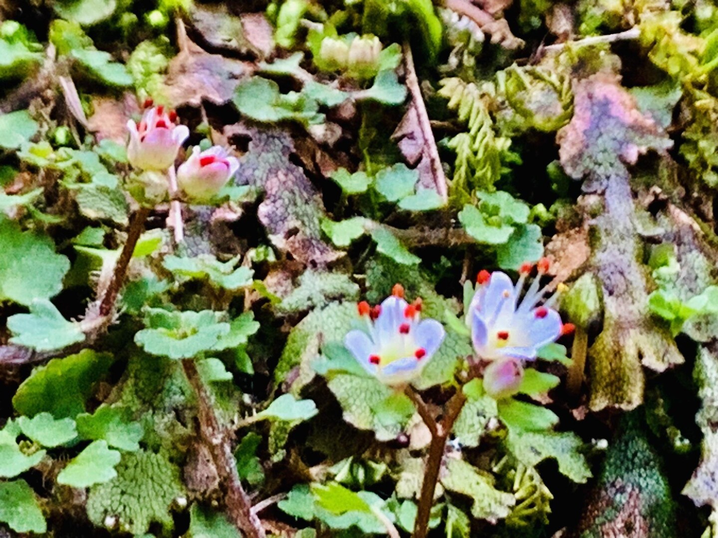 春のお花調査🌷不動尻 / soyさんの大山の活動データ | YAMAP / ヤマップ