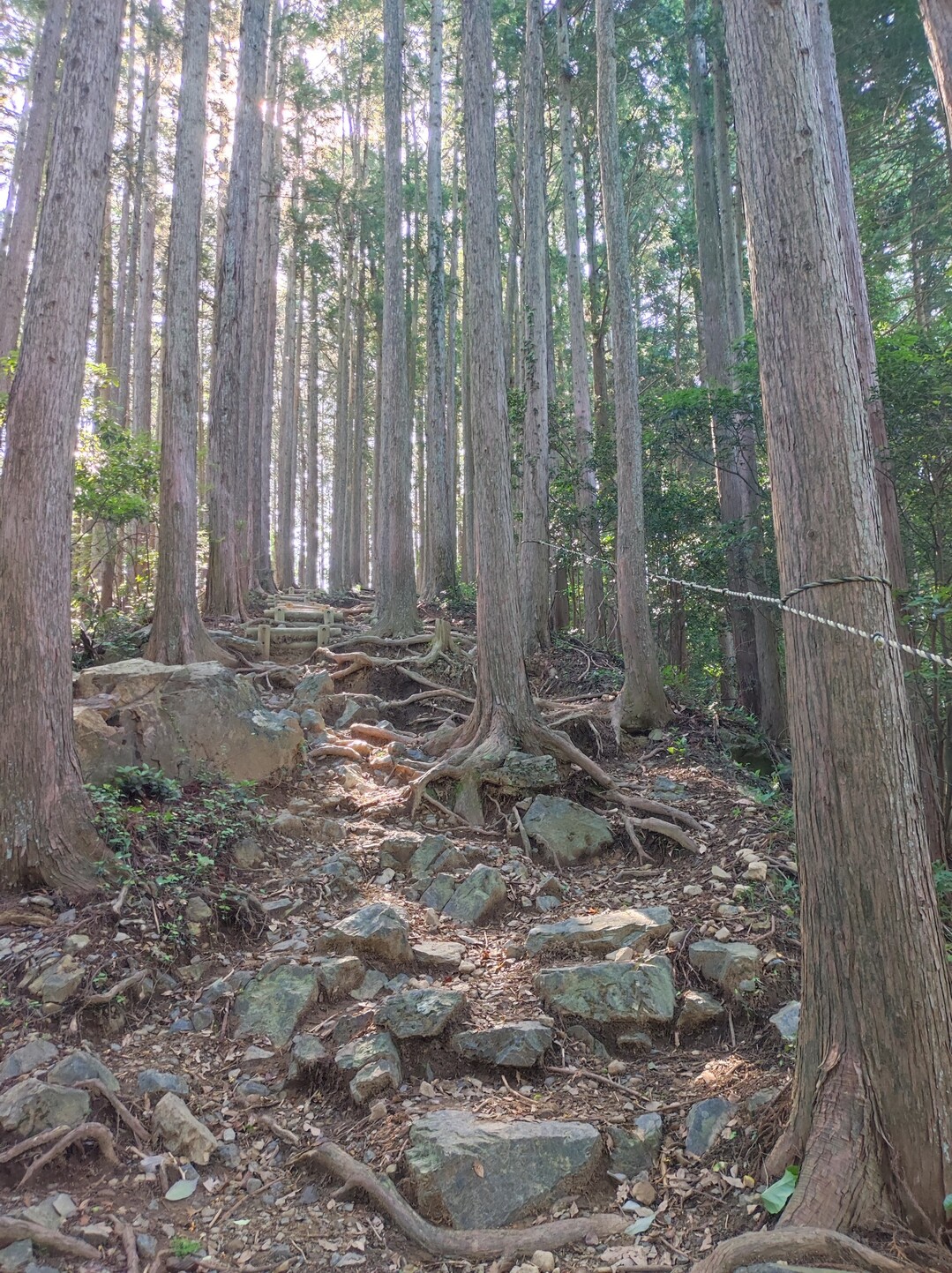 mappyさんの投稿したフィールドメモ | YAMAP / ヤマップ