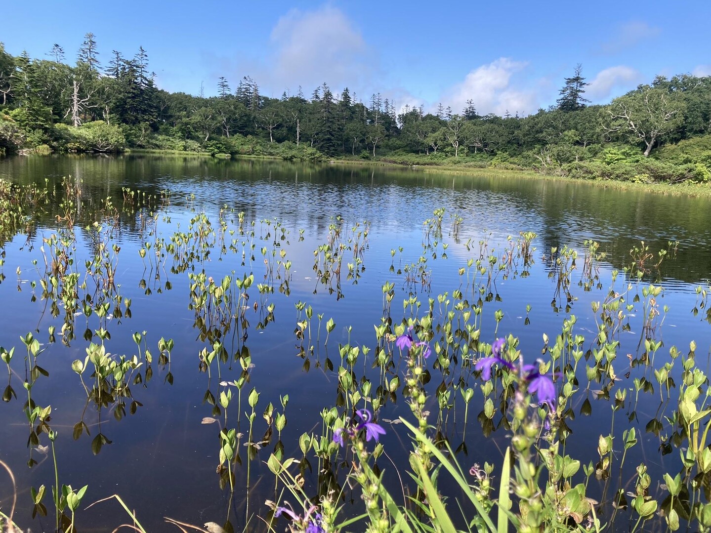 シャクナゲ岳 / yuyu さんのニセコアンヌプリ・イワオヌプリ・チセヌプリの活動データ | YAMAP / ヤマップ