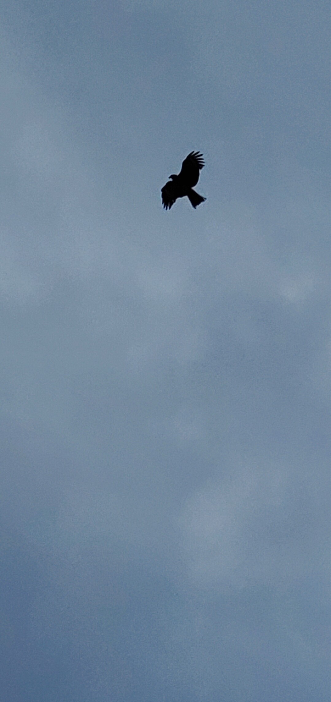 BBQ中トンビに手羽元かっさらわれたっ(... / AKIさんのモーメント | YAMAP / ヤマップ