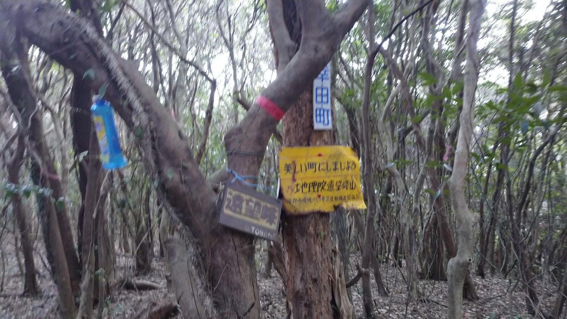 大沢山・田土山 / andoさんの三ヶ根山の活動データ | YAMAP / ヤマップ