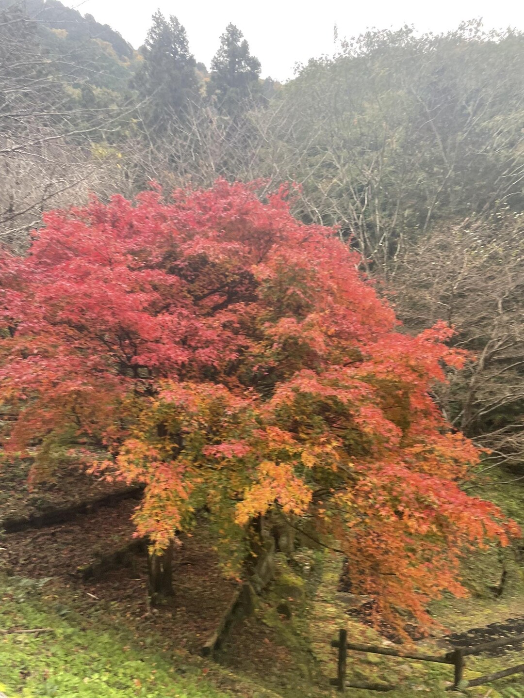 百々ヶ峰・権現山 / WEST EAGLEさんの百々ヶ峰・源太峰の活動データ | YAMAP / ヤマップ
