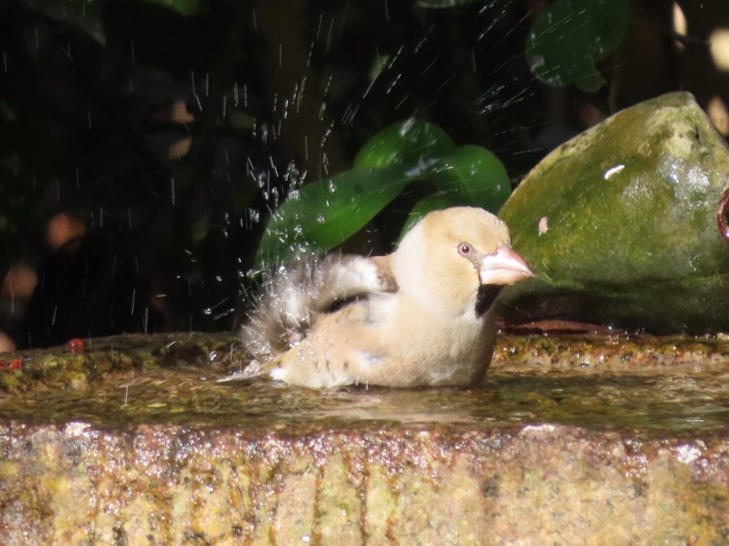 相国寺で若冲鑑賞…ついでに鳥活😅 / otaksaさんの貴船山・鞍馬山の活動データ | YAMAP / ヤマップ