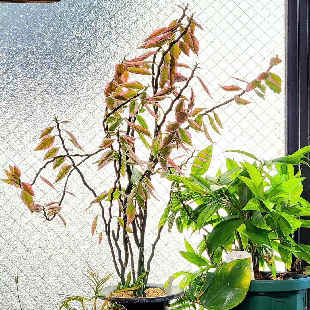 【園芸 シーズン到来】 水温む頃、山も... / 静吉＠Channelさんのモーメント | YAMAP / ヤマップ