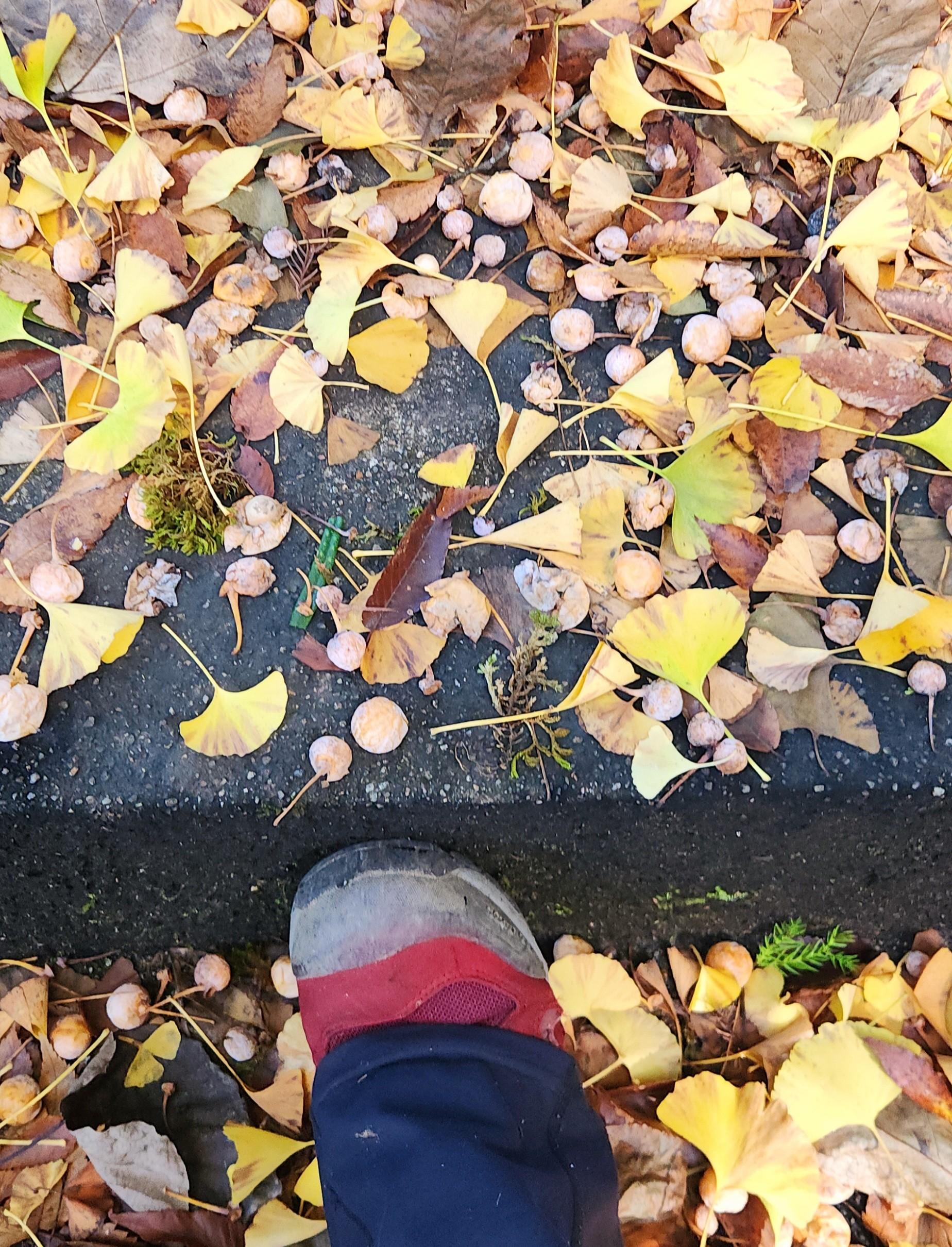 chieのページ | YAMAP / ヤマップ