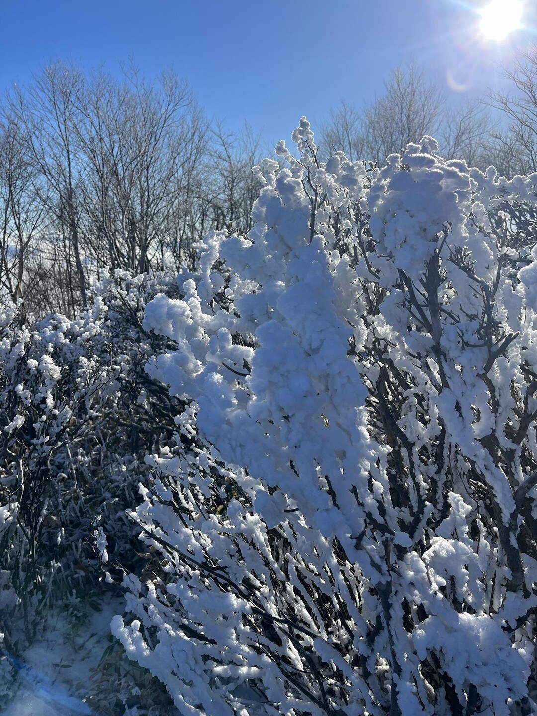 黒檜山・駒ヶ岳・篭山 / まちゃまちゃ♬mmmnさんの赤城山・黒檜山・荒山の活動日記 | YAMAP / ヤマップ