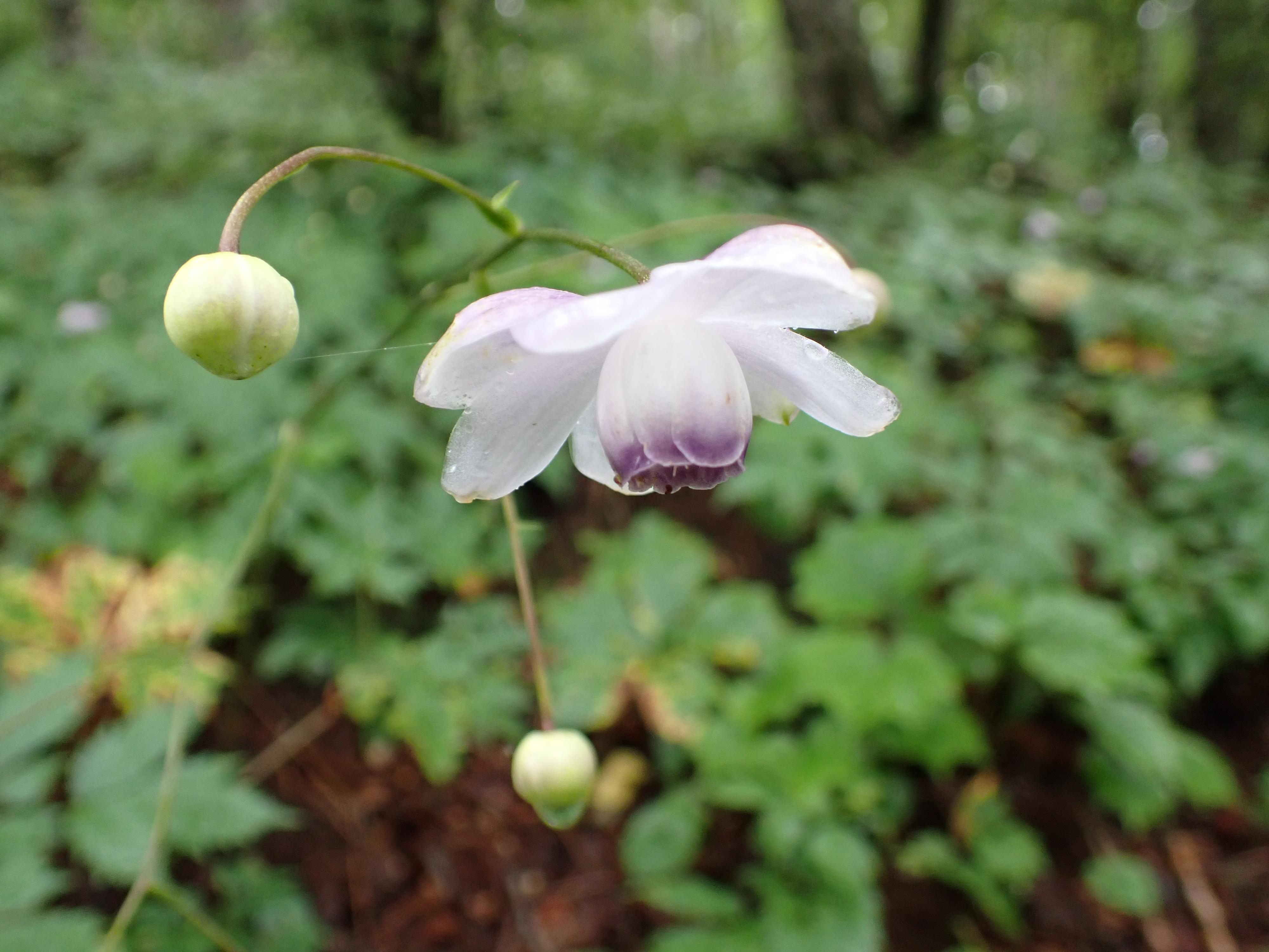 鼻曲山 / chamokichiさんの浅間隠山・駒髪山・丸岩の活動データ | YAMAP / ヤマップ