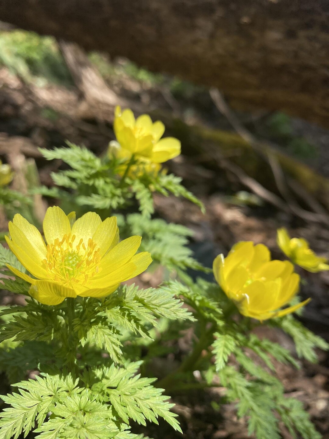 青木山の福寿草(*´꒳`*)癒された / zuko@さんの奴田山（青木山）・吹矢山の活動データ | YAMAP / ヤマップ