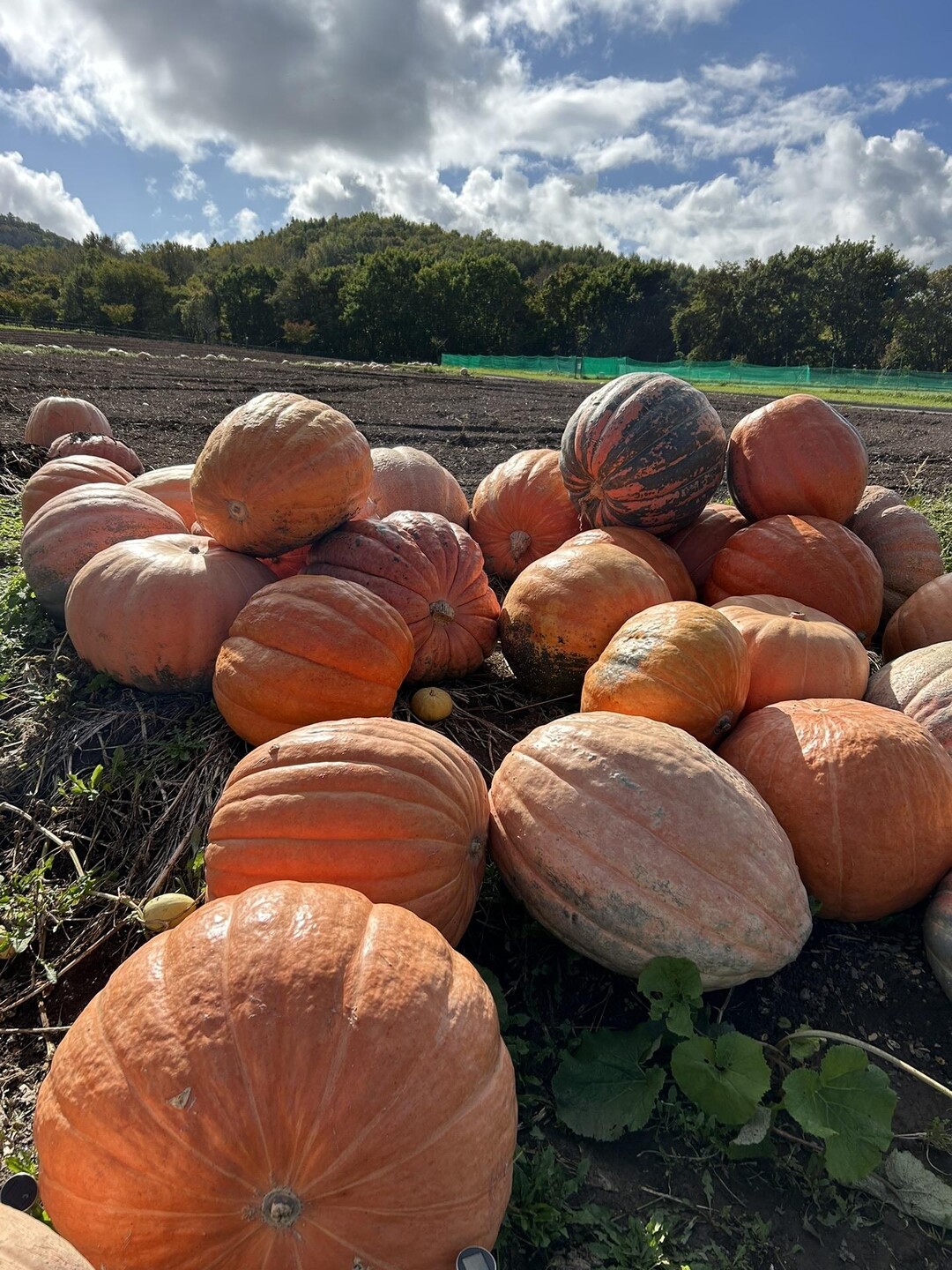 幌岩山-2023-10-11 / minoさんの幌岩山の活動データ | YAMAP / ヤマップ