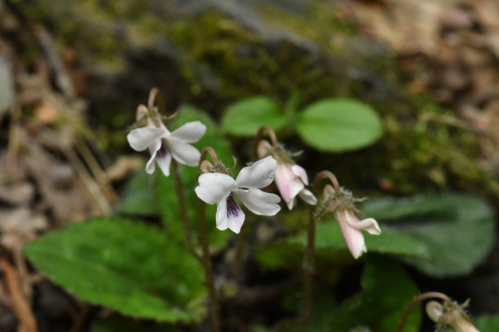 コミヤマスミレ 22.04.17 八王子... / TAKKUNさんのモーメント | YAMAP / ヤマップ