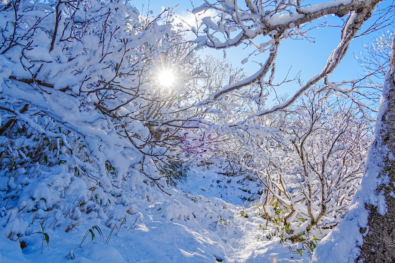 雪景色を楽しみたくって＠徳舜瞥山 / 😺Sammyさんの徳舜瞥山・ホロホロ山の活動日記 | YAMAP / ヤマップ