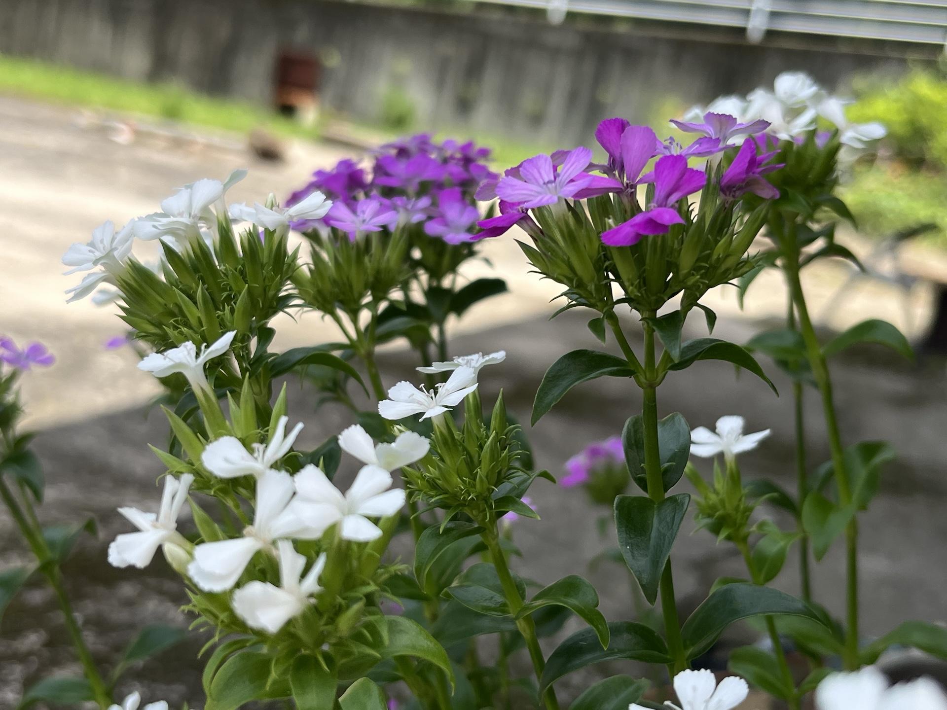 猛暑に見舞われても 花達は咲く / hideさんのモーメント | YAMAP / ヤマップ