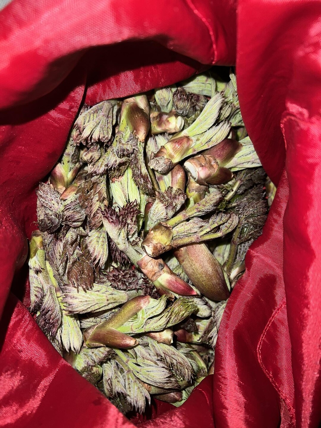 朝活 出勤前にタラの芽収穫 / DE ROSAさんのモーメント | YAMAP / ヤマップ