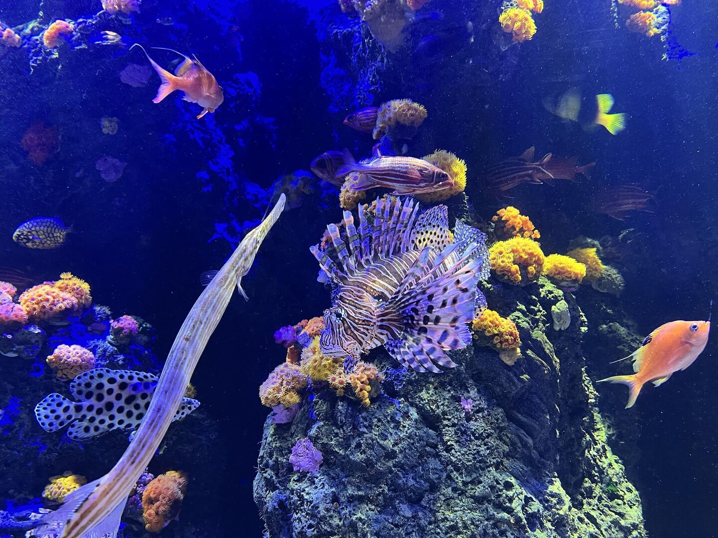 雲辺寺山 四国水族館🐟 / mipiさんの雲辺寺山の活動データ | YAMAP / ヤマップ