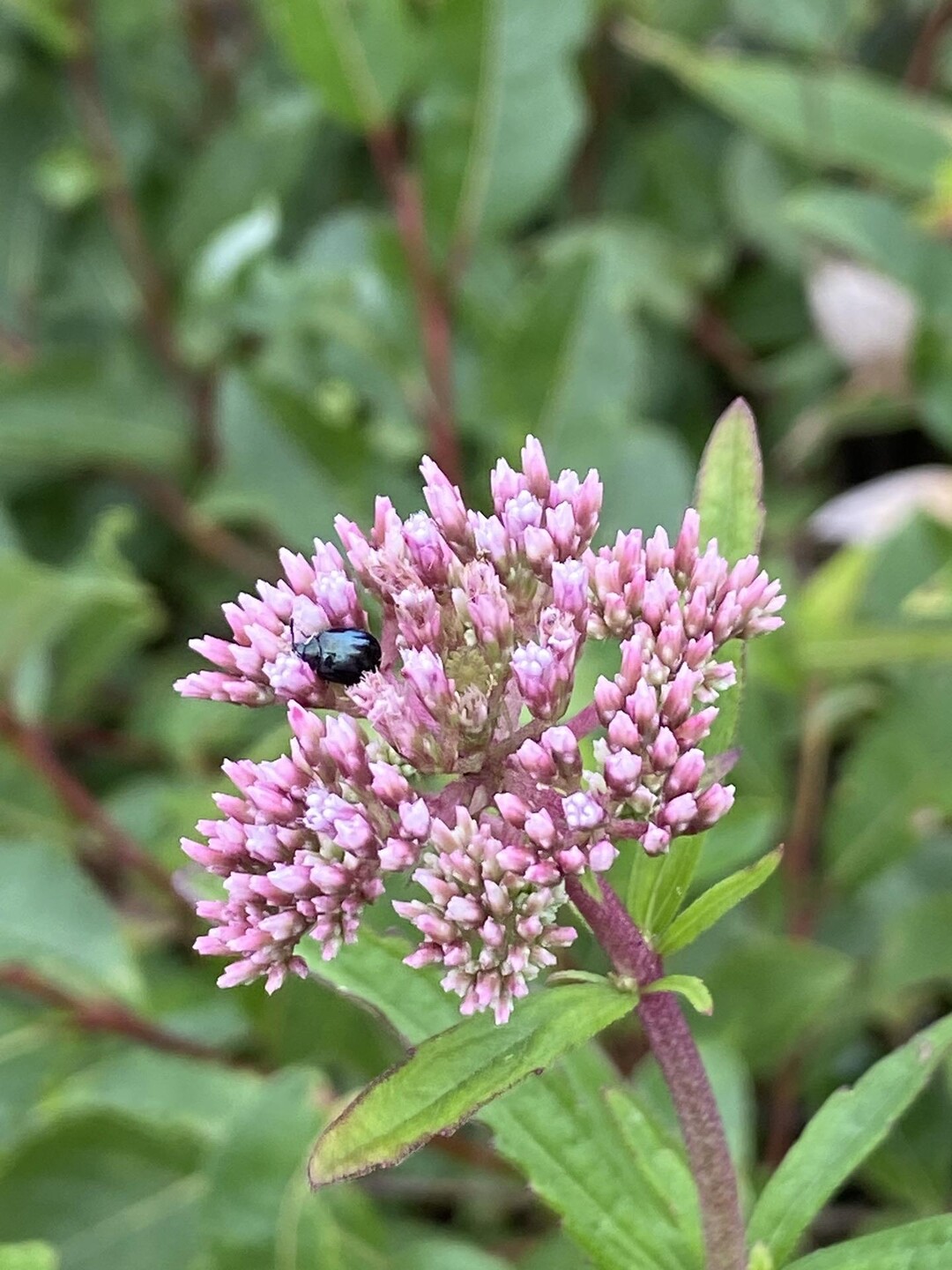 深入山 / kuroさんの深入山の活動データ | YAMAP / ヤマップ