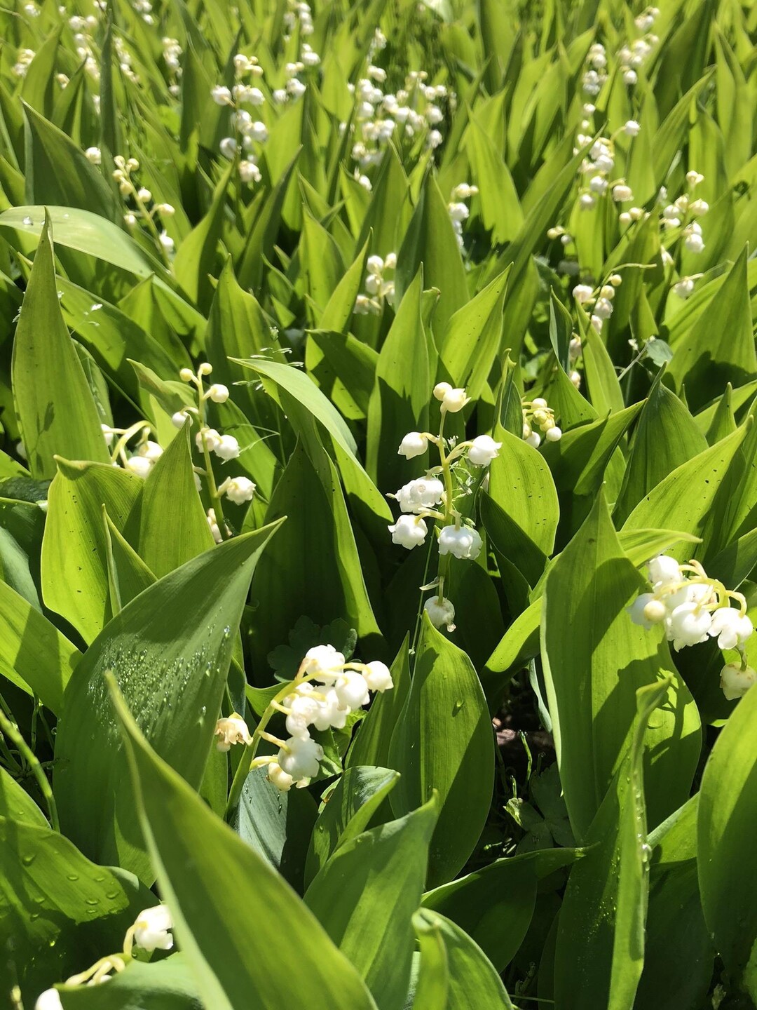 アカノラ山・入笠山 / JUNさんの入笠山の活動データ | YAMAP / ヤマップ