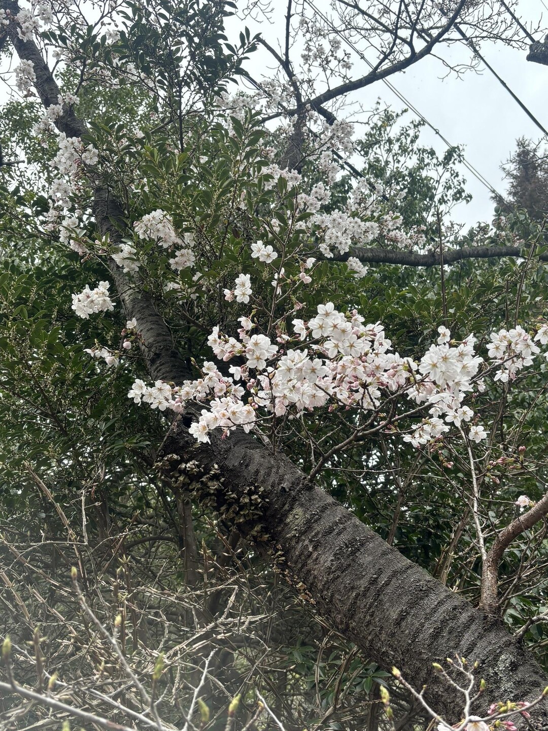 加西アルプス・笠松山・善防山-2024-04-02トレラン / nori0125さんの加西アルプス・笠松山・善防山の活動データ | YAMAP / ヤマップ