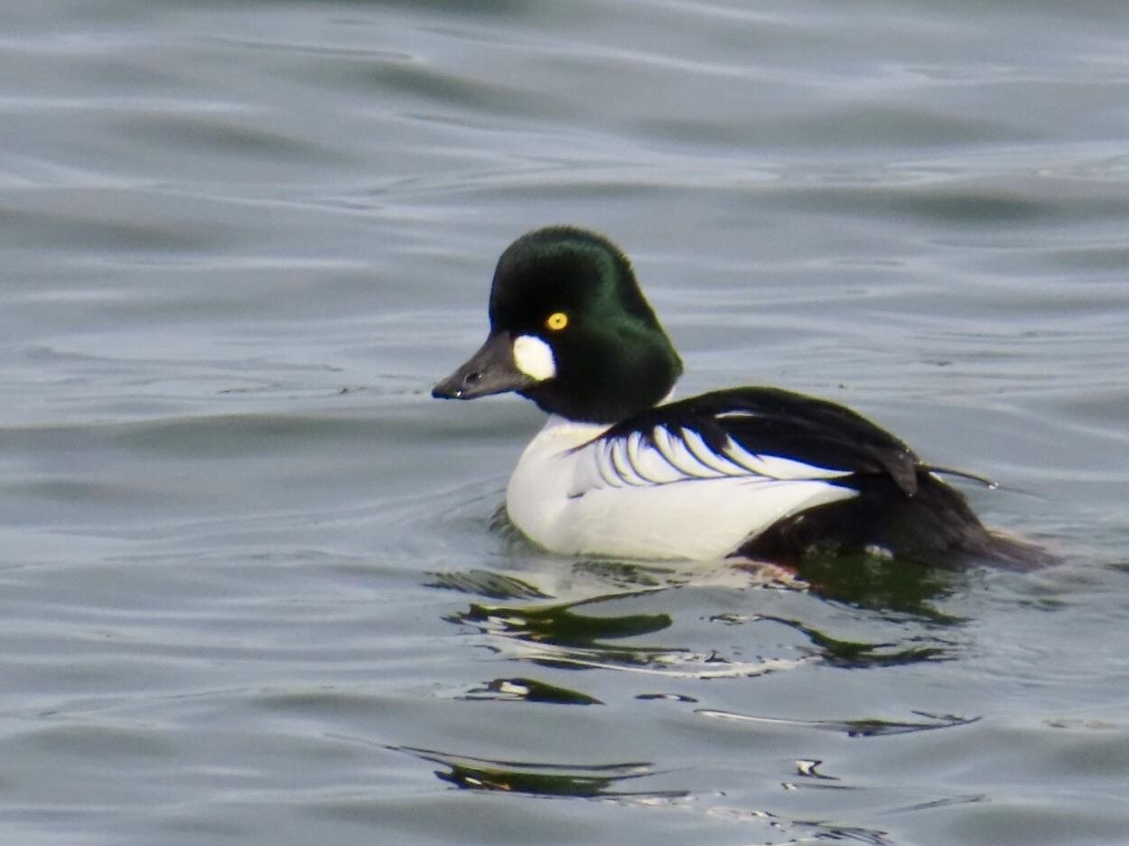 堺市で鳥活🦆🐦 / otaksaさんの大阪市の活動データ | YAMAP / ヤマップ