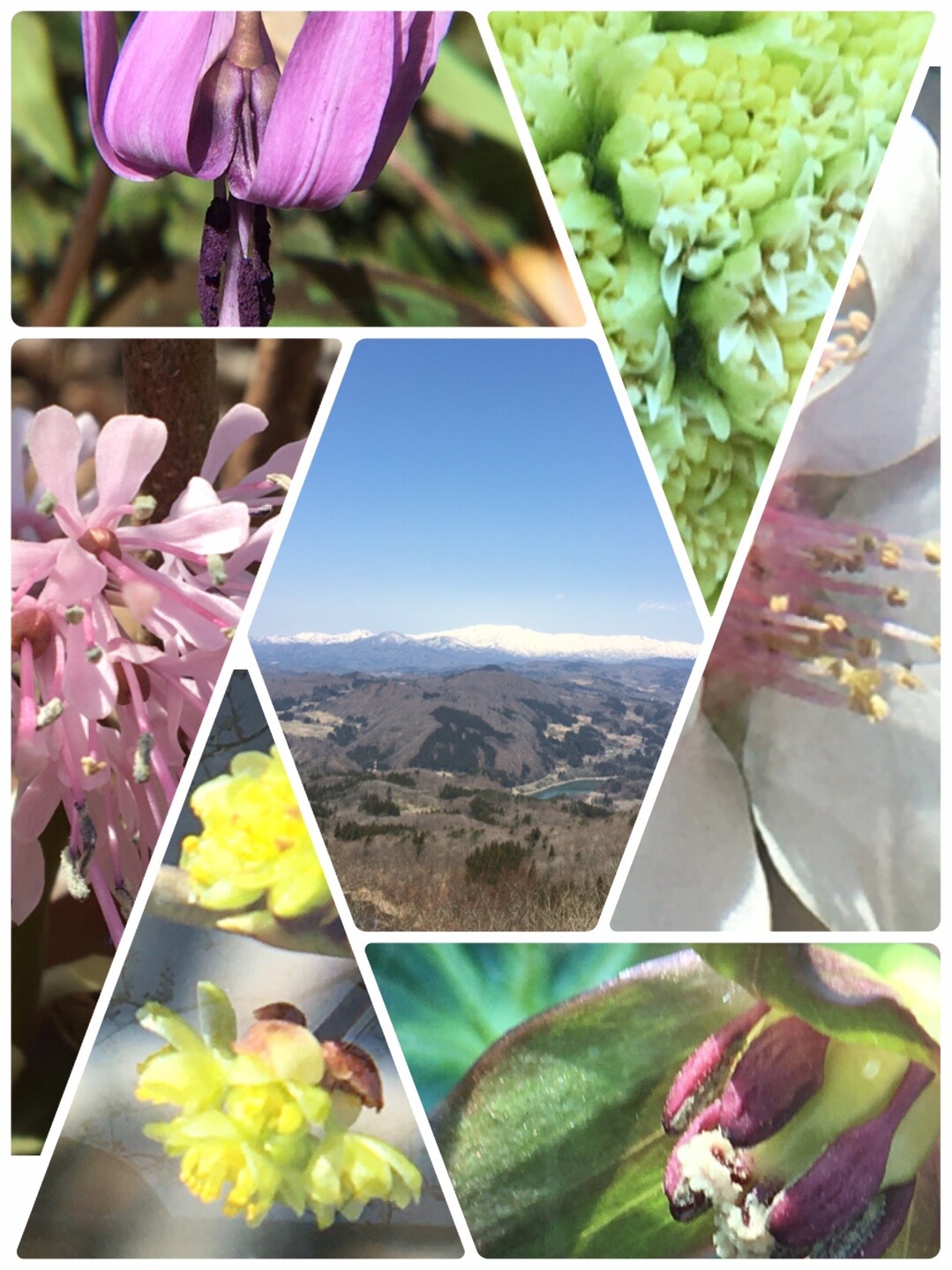 鳥屋山-2020-04-04 / zuko@さんの会津若松市の活動データ | YAMAP / ヤマップ